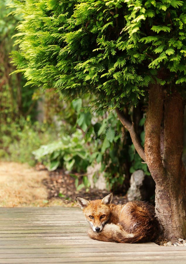 Red Fox Lying Under Tree in the Garden Stock Image - Image of animal ...
