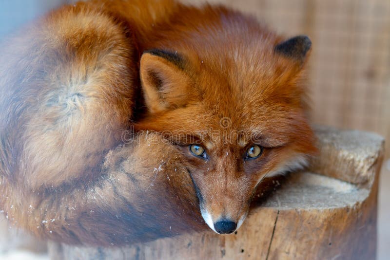 Red Fox Lying Under the Tree. Park Stock Photo - Image of lying ...