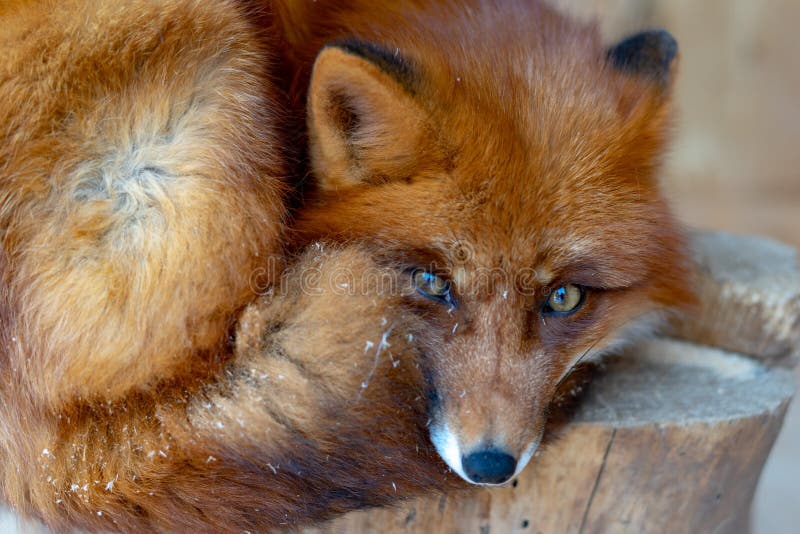 Red Fox Lying Under the Tree. Park Stock Image - Image of natural ...