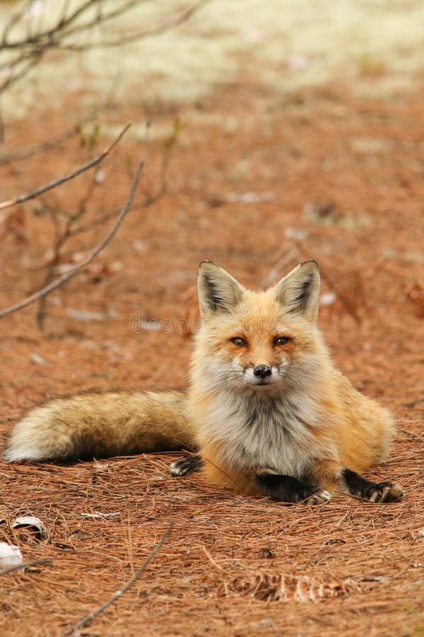 Red Fox Laying Down Profile Stock Photo - Image of field, wildlife ...