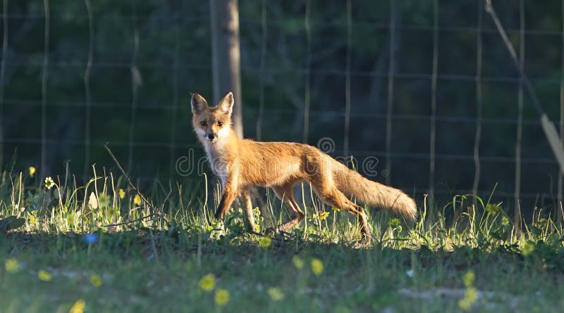 Red fox in morning light stock image. Image of prairie - 203582149