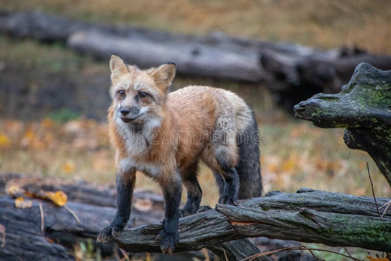 Red Fox on a Mossy Log stock image. Image of fauna, walking - 132770333