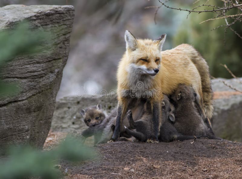 Red fox stock image. Image of nose, hunted, widlife, light - 41044481