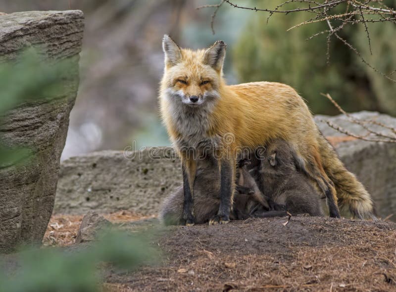 Red fox stock photo. Image of animals, animal, light - 41044486