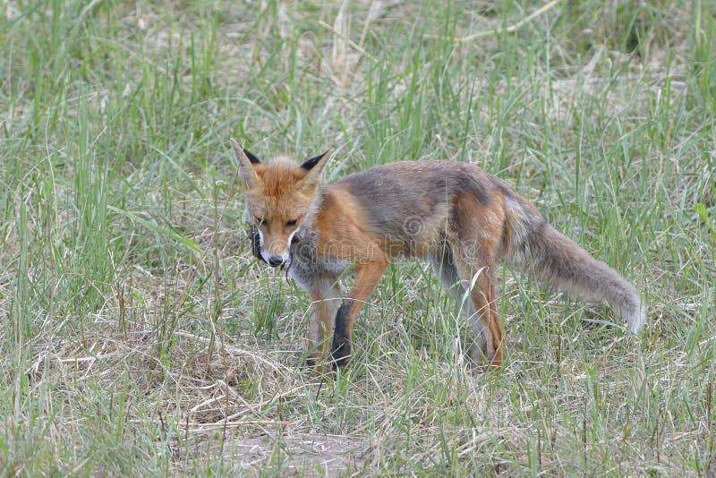 Red fox stock photo. Image of grass, cute, green, wild - 55071036