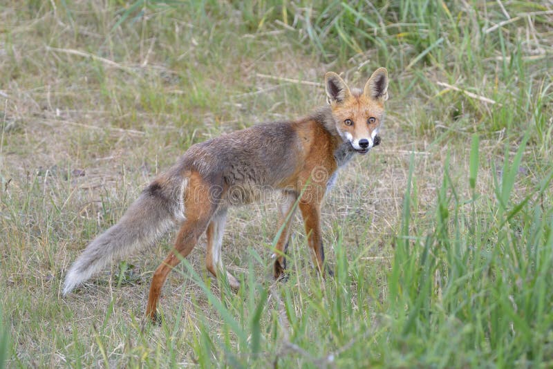 Red fox stock photo. Image of cute, predator, furry, close - 55071060