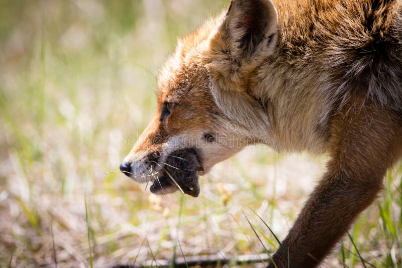 Red Fox with a Mouse in it`s Mouth Stock Image - Image of hunter ...