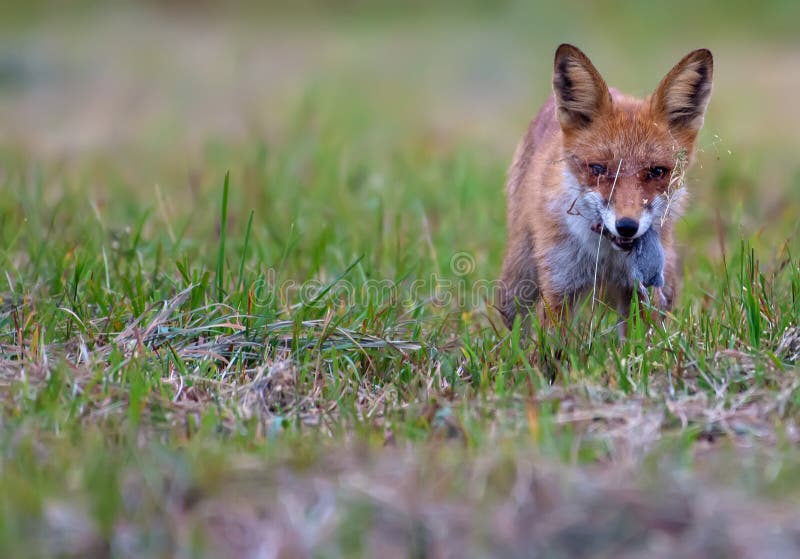 Red Fox Holds Catched Mouse in Her Mouth Stock Photo - Image of ...