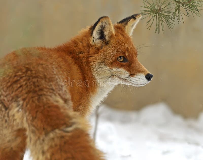 Red fox stock image. Image of foxes, themes, timid, wildlife - 38112263