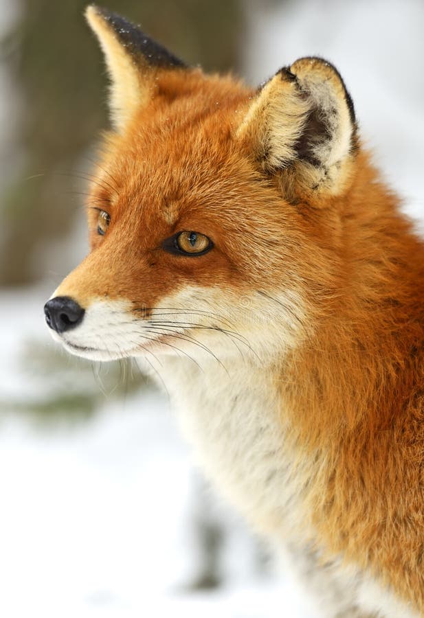 Red Fox 34 stock photo. Image of outdoor, snow, cunning - 3533996