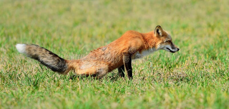 Red fox in nature stock photo. Image of head, hunting - 77110796