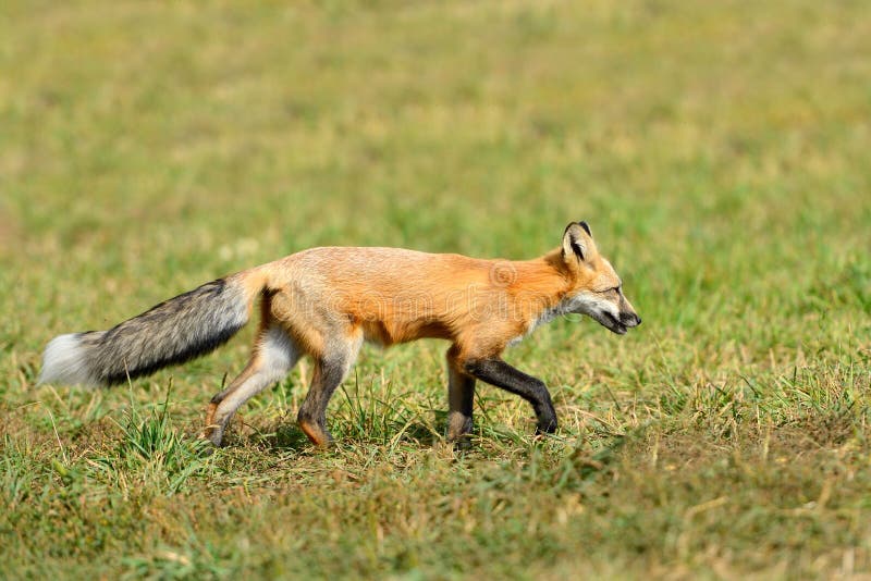 Red fox in nature stock photo. Image of grass, animal - 77110806