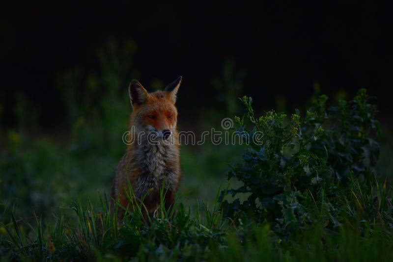 Red fox in the nature stock photo. Image of meadow, tree - 266485970