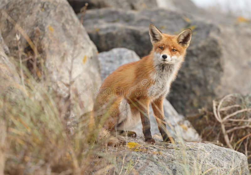 Red fox in Nature stock image. Image of dunes, predator - 242154785