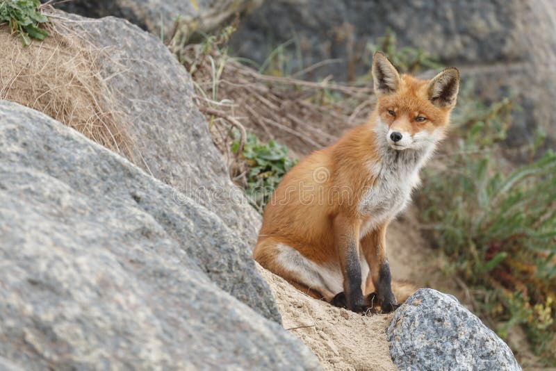 Red fox in Nature stock photo. Image of face, beast - 242154954