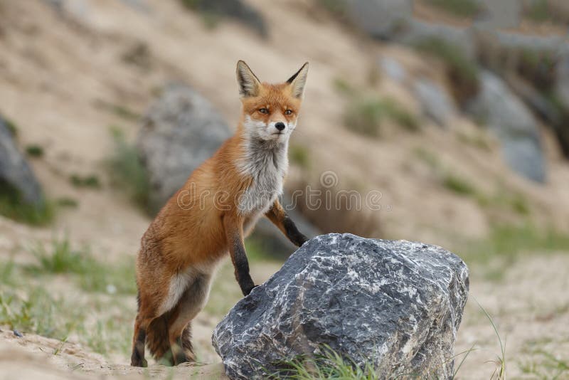 Red fox in Nature stock photo. Image of predator, predatory - 242155042