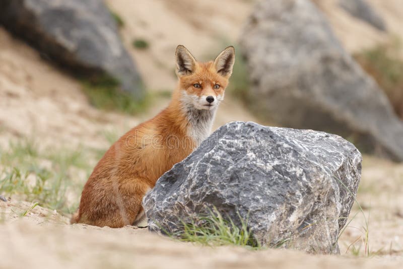 Red fox in Nature stock image. Image of cute, settingn - 242155075
