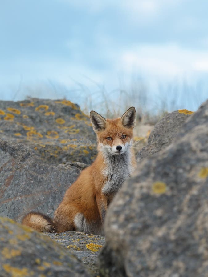 Red fox in Nature stock photo. Image of predatory, europe - 242155082
