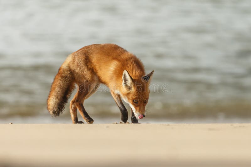Red fox in Nature stock image. Image of orange, beast - 242155177