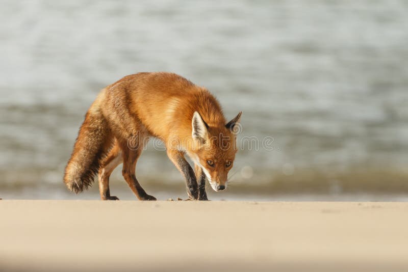 Red fox in Nature stock image. Image of little, predatory - 242155183