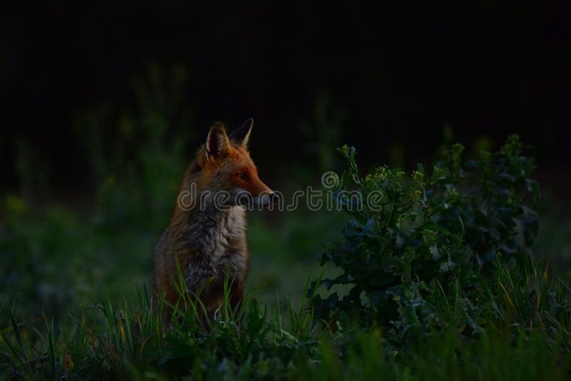 Red fox in the nature stock image. Image of ears, mammal - 266485973