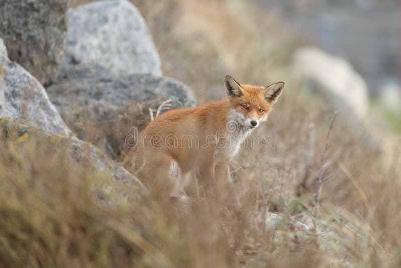 Red fox in Nature stock image. Image of coast, environment - 242154789