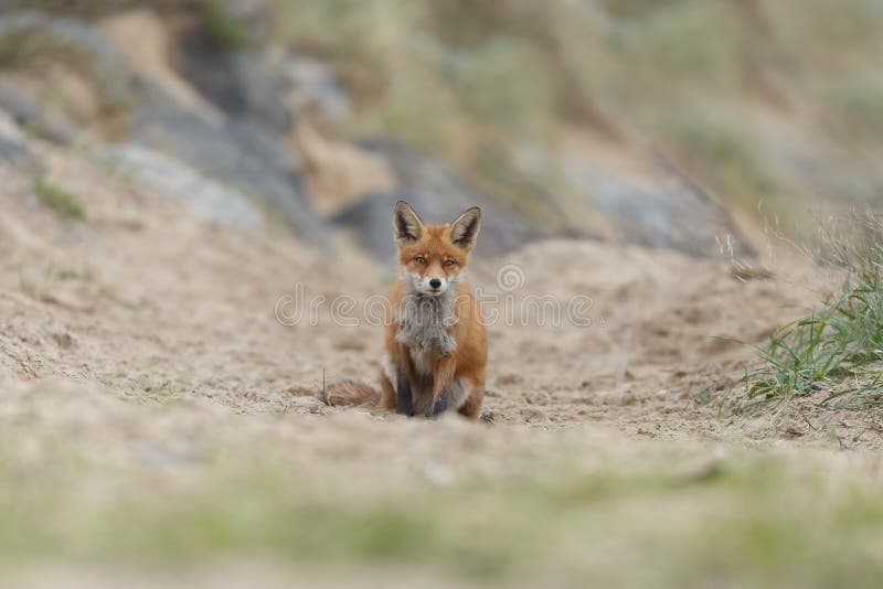 Red fox in Nature stock photo. Image of environment - 242154880