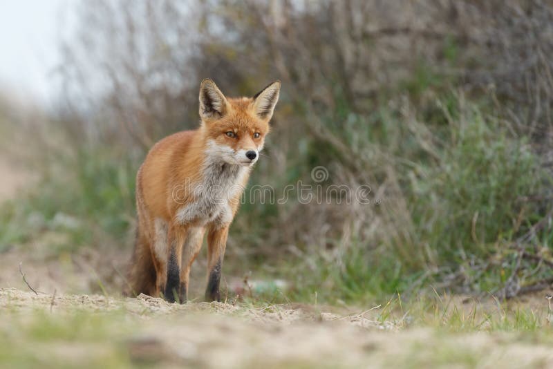 Red fox in Nature stock image. Image of environment - 242154887