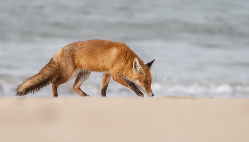 Red fox in Nature stock photo. Image of isolated, cute - 242155276