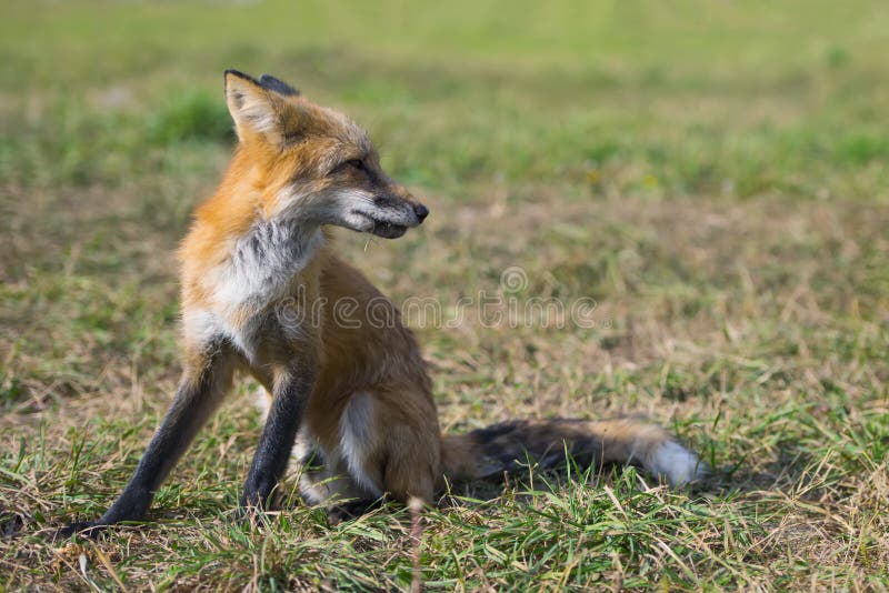 Red Fox in Nature Vulpes Vulpes Stock Image - Image of green, forest ...