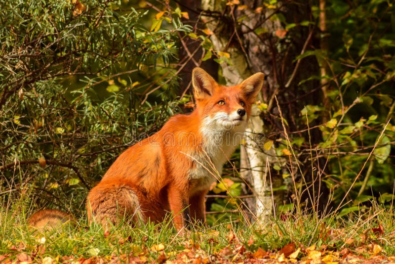 Red fox in nature wildlife stock photo. Image of mammal - 174217890