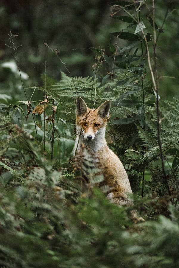 Red Fox Near the Fence on the Territory of the Reserve. Stock Photo ...