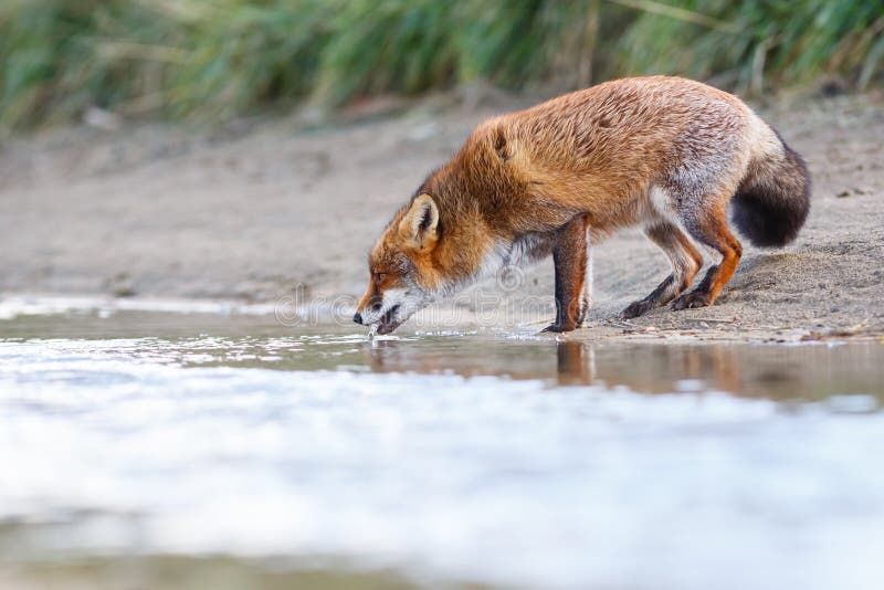 Red fox drinking water stock photo. Image of watery, pond - 24282500