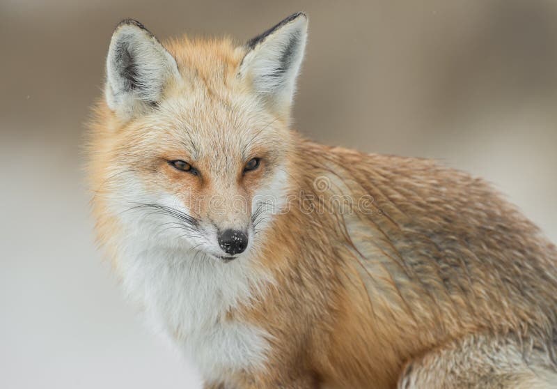 Red Fox stock image. Image of coyote, coral, flight, barn - 93911165