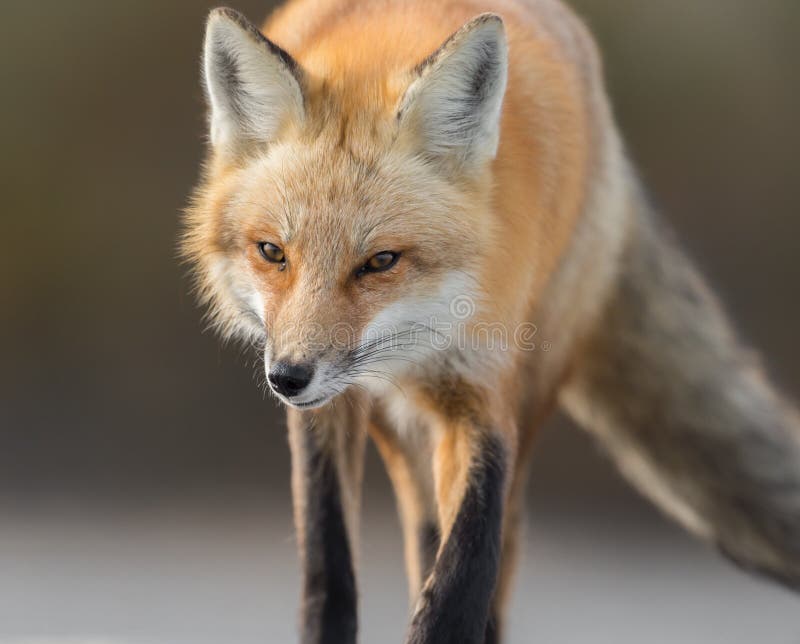 Red Fox stock image. Image of deer, canada, bald, acadia - 93911189
