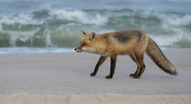 Red Fox in New Jersey stock image. Image of baby, alligator - 214871975