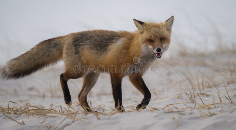 Red Fox in New Jersey stock image. Image of bird, hunting - 214872257