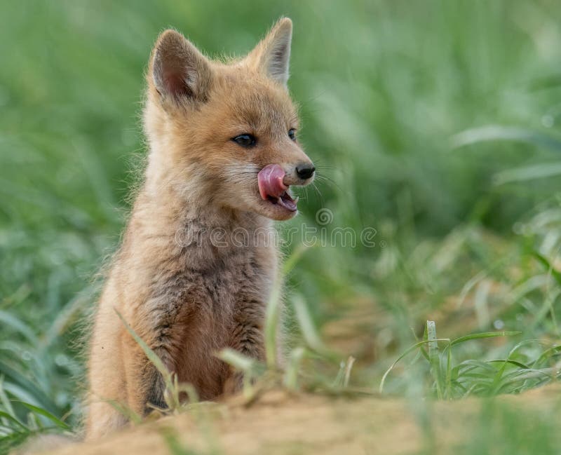 Red Fox in New Jersey stock photo. Image of cubs, jersey - 117951422