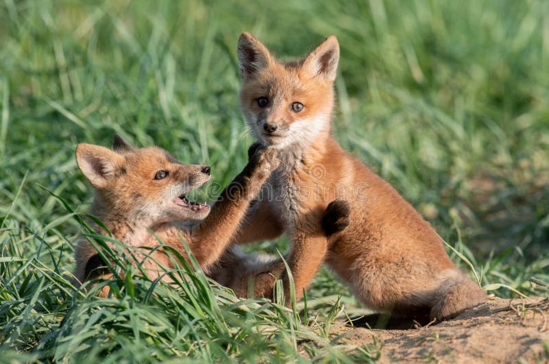 Red Fox in New Jersey stock image. Image of baby, nest - 117951431