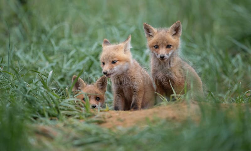 Red Fox in New Jersey stock image. Image of canid, jersey - 116043227