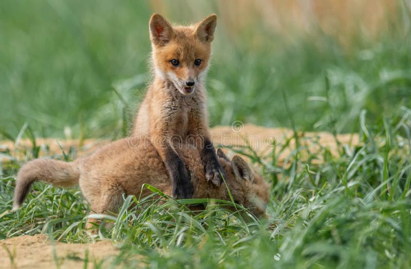 Red Fox in New Jersey stock image. Image of delaware - 116291347