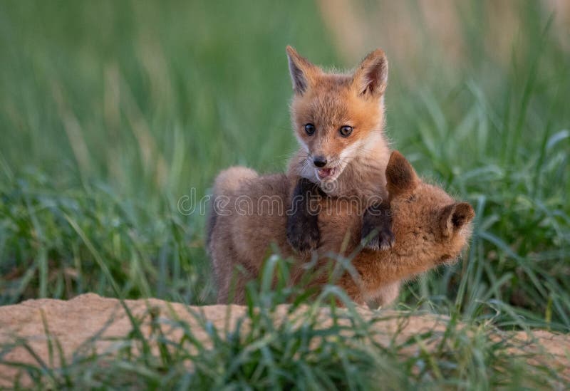 Red Fox in New Jersey stock photo. Image of york, animal - 116291472