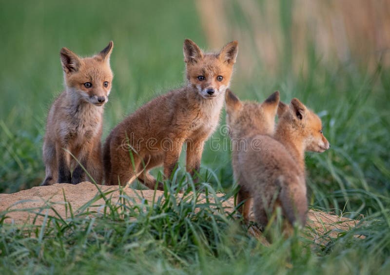 Red Fox in New Jersey stock image. Image of national - 116291509