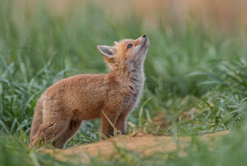Red Fox in New Jersey stock photo. Image of maine, baby - 116563780