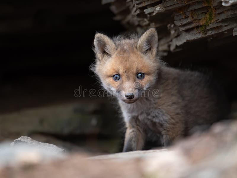A Red Fox in New Jersey stock photo. Image of moose - 180584632