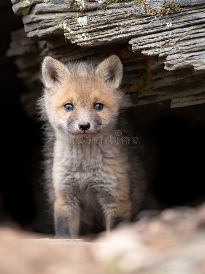 A Red Fox in New Jersey stock image. Image of ring, travel - 180581947