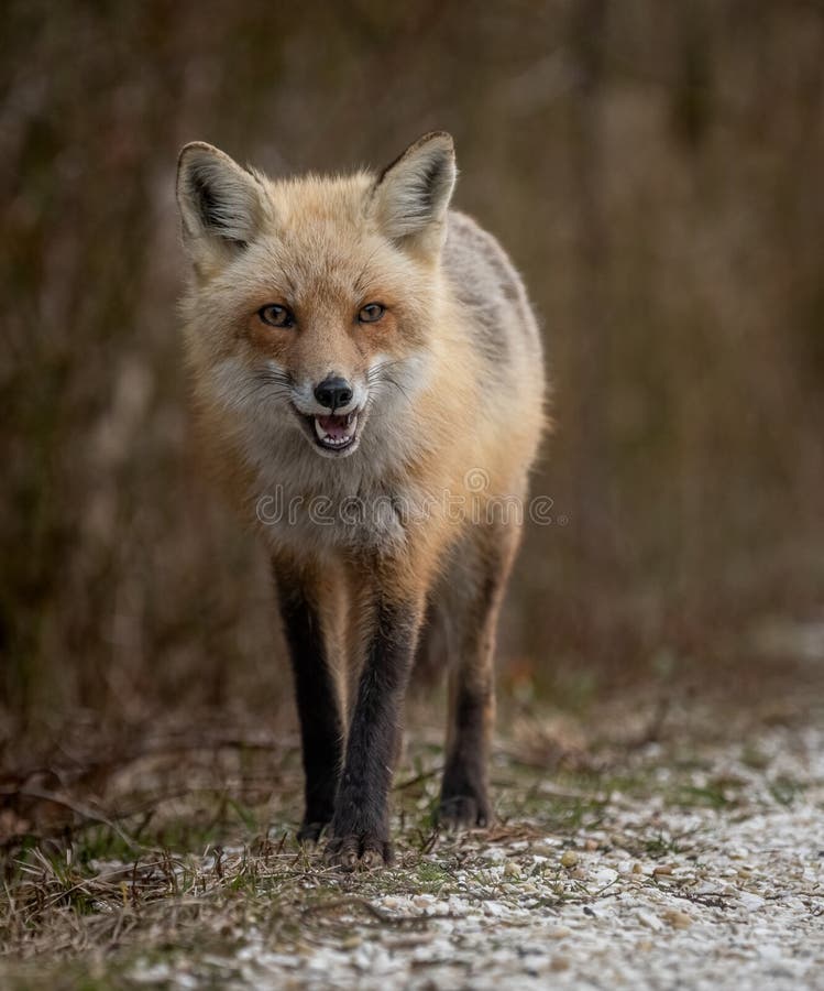 Red Fox in New Jersey stock photo. Image of jersey, coyote - 214871674