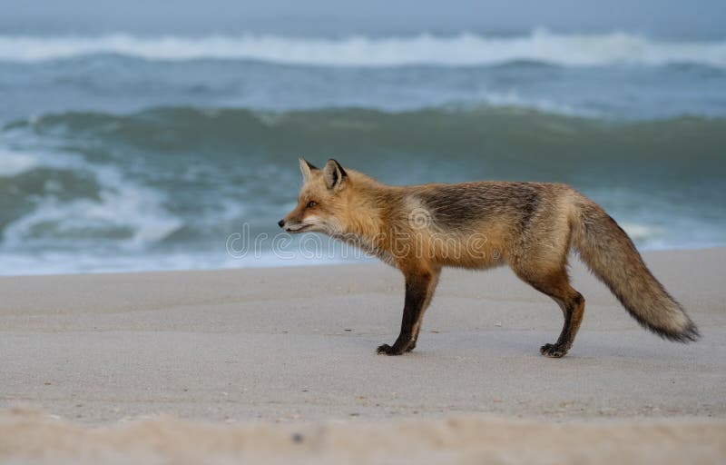 Red Fox in New Jersey stock image. Image of maasai, great - 228393831