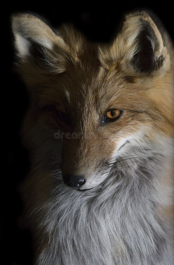 Red fox at night stock photo. Image of night, hunt, foxy - 12332400