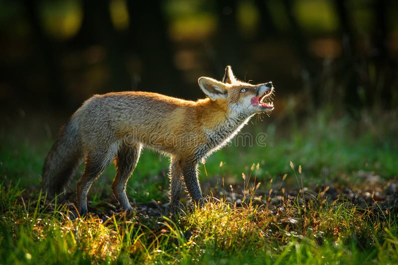 139 Red Fox Vulpes Vulpes Open Mouth Stock Photos - Free & Royalty-Free ...